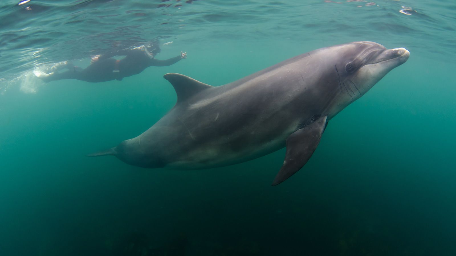 Video: Angry dolphin attacks swimmers